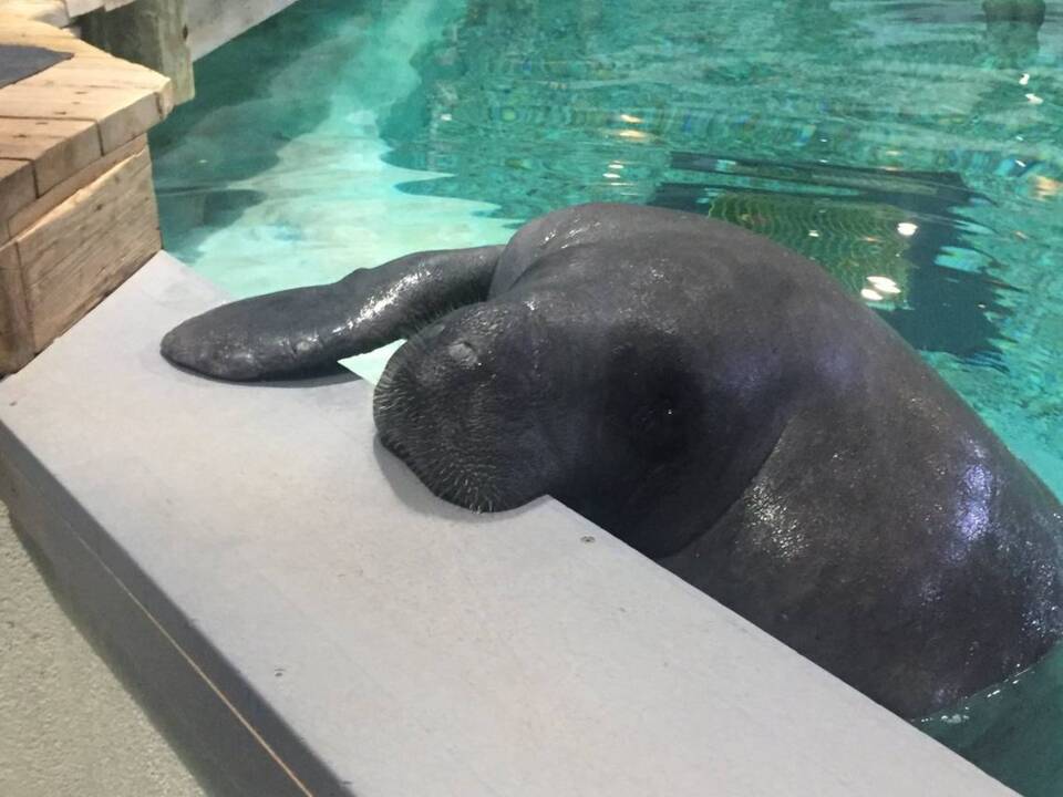 Museum officials announce Snooty the manatee drowned | The State