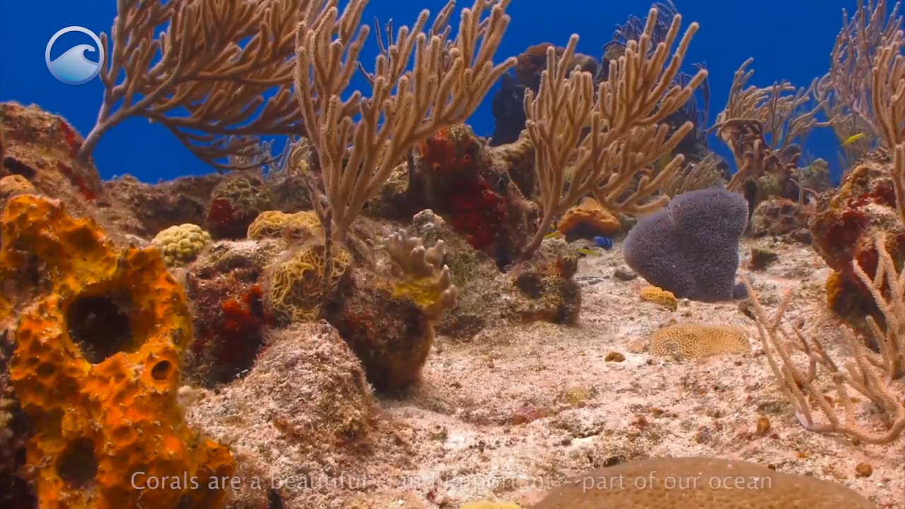 Dive into the beautiful phenomenon of coral spawning | Miami Herald
