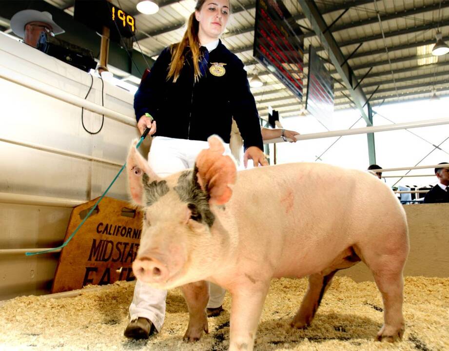 Mid-State Fair Junior Livestock Auction | San Luis Obispo Tribune