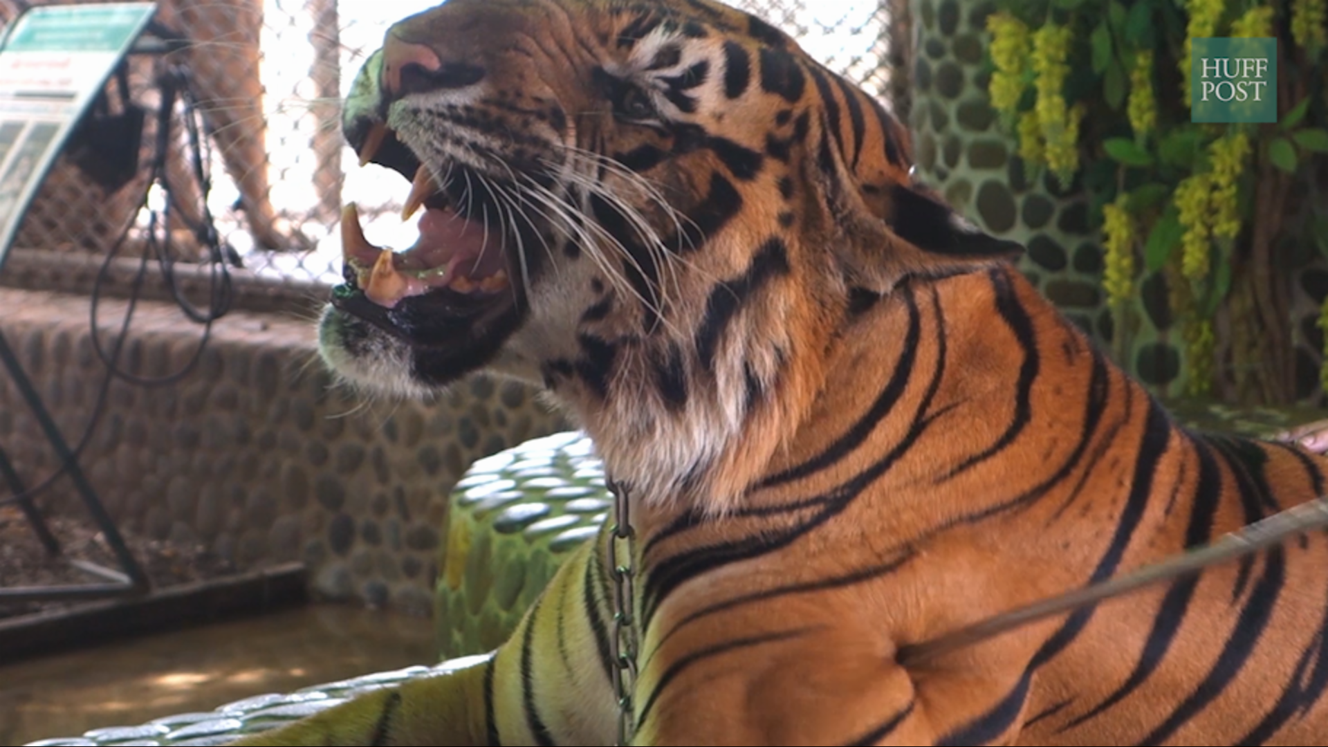 International Tiger Day: Tiger Selfie Cruelty Revealed By World Animal ...