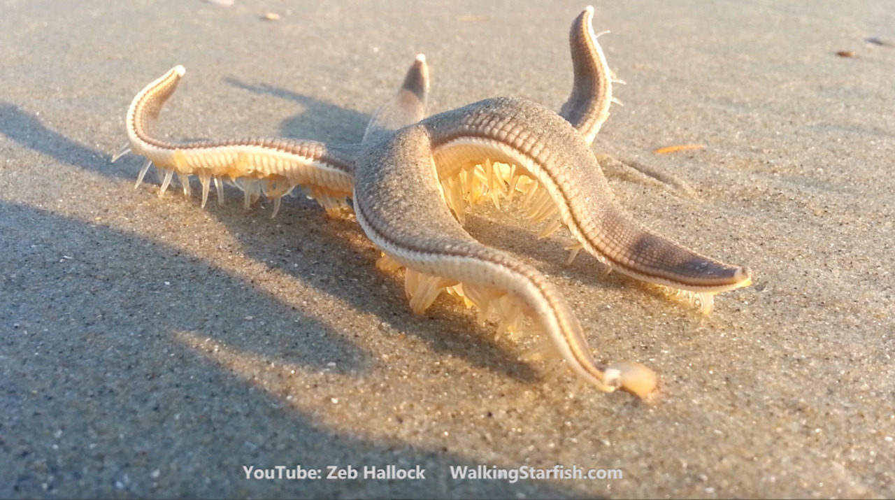 Starfish takes a stroll on the NC Outer Banks | Charlotte Observer