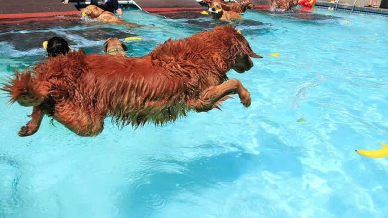 Dog Splash Days at the Templeton pool | San Luis Obispo Tribune