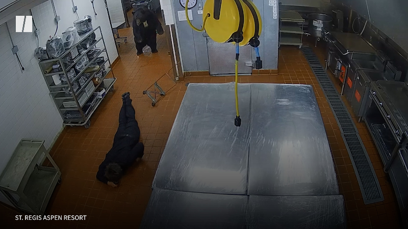 Fat Bear Week Postponed After Bear-On-Bear Murder | HuffPost Latest News