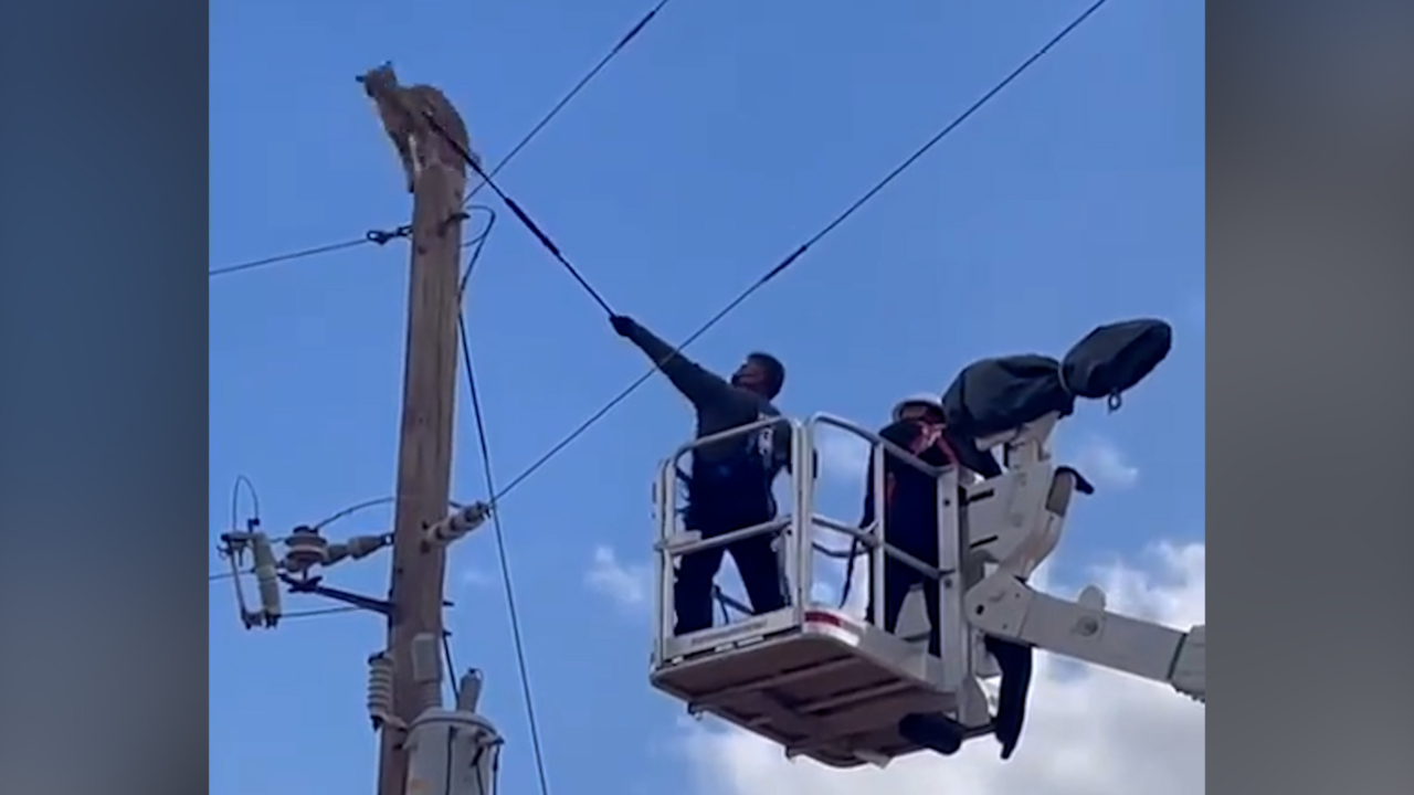 Bobcat stuck on electric pole rescued in New Mexico: video | Sacramento Bee