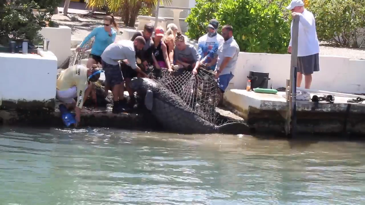 Boat propeller injures manatee in the Florida Keys | Miami Herald