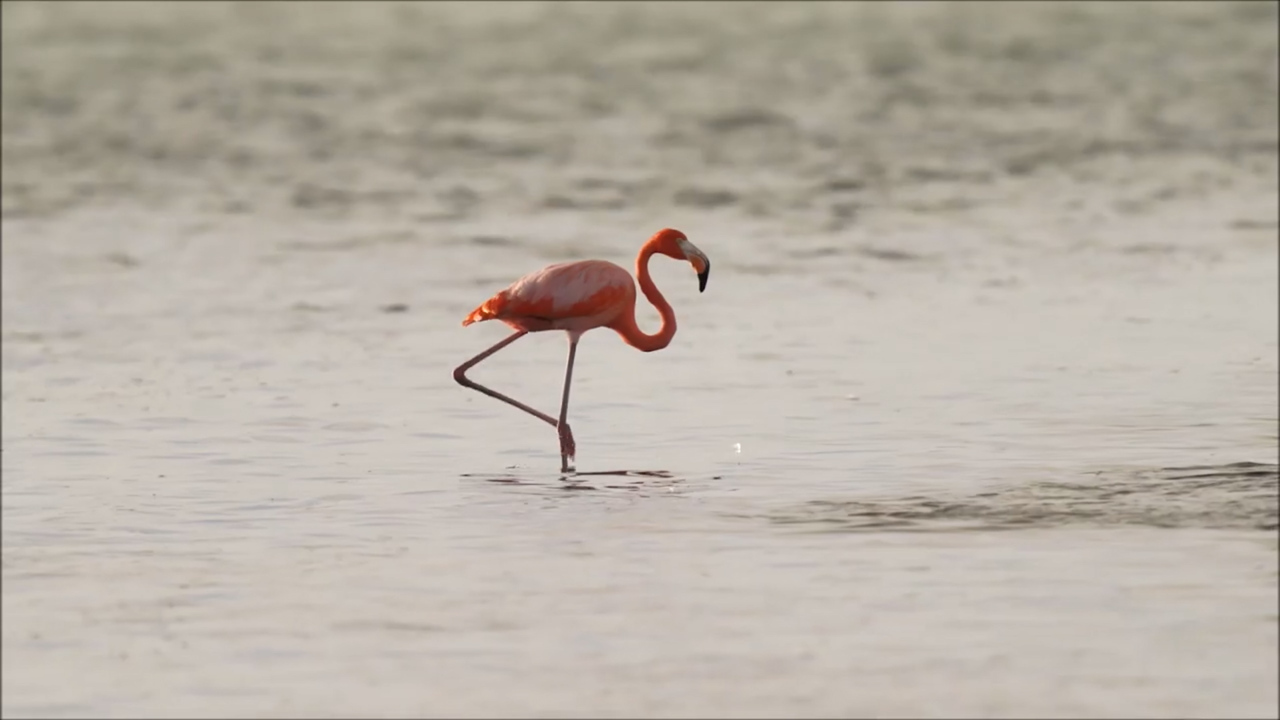 Watch a flamingo spend some time in the Florida Keys | Miami Herald