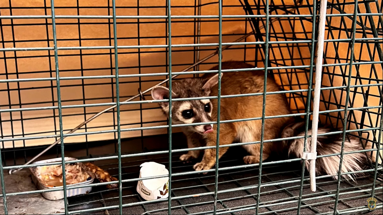 Idaho Fish & Game catches rare ringtail near Twin Falls. | Idaho Statesman