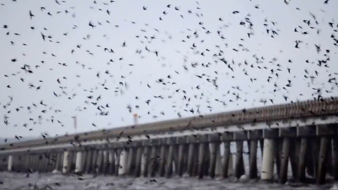Birds swarm bridge over Croatan Sound | Raleigh News & Observer