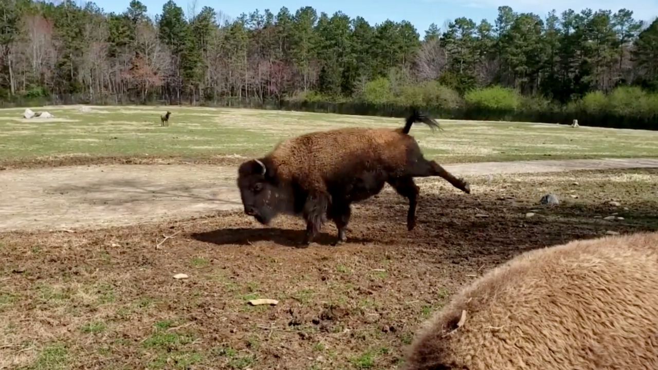 Video of dancing NC bison gets 55,000 Facebook views | Charlotte Observer