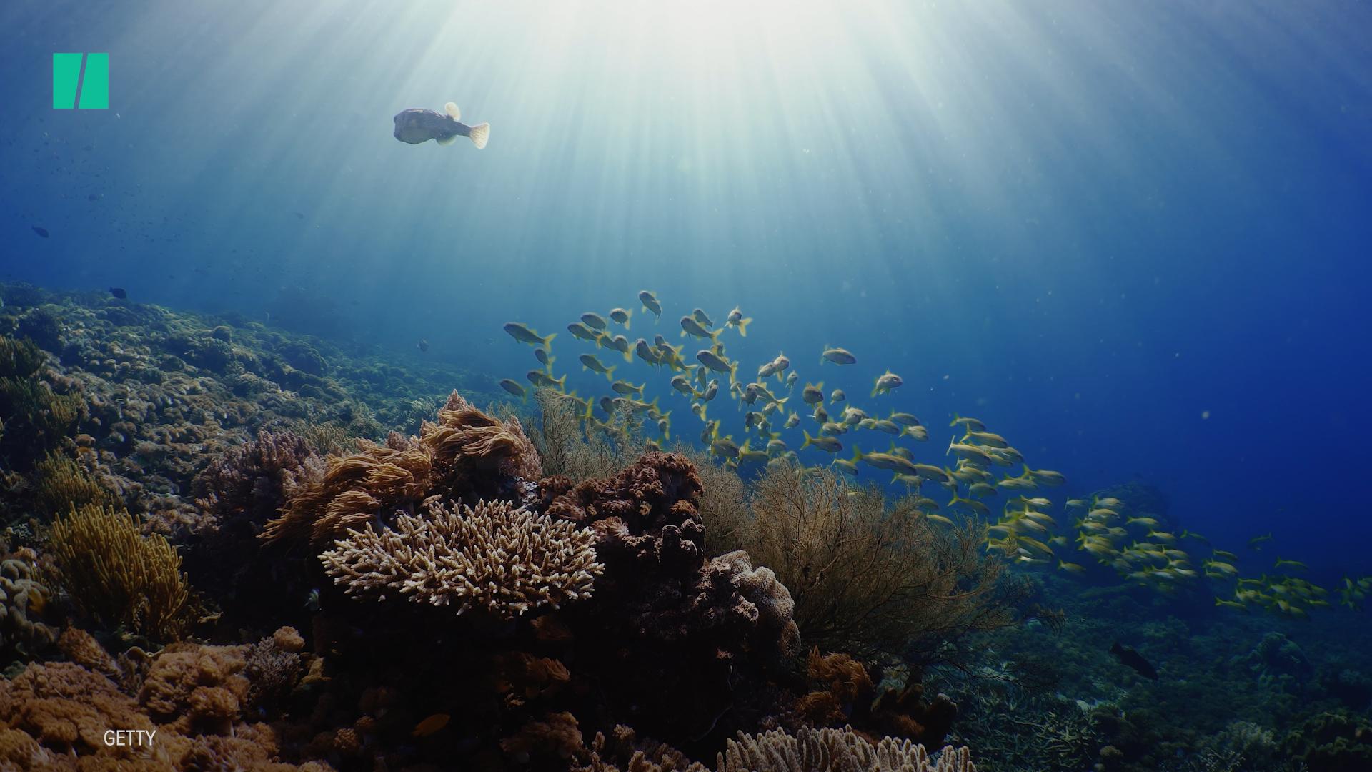 Raging Ocean Heat Waves Cooking Marine Ecosystems, New Study Finds ...