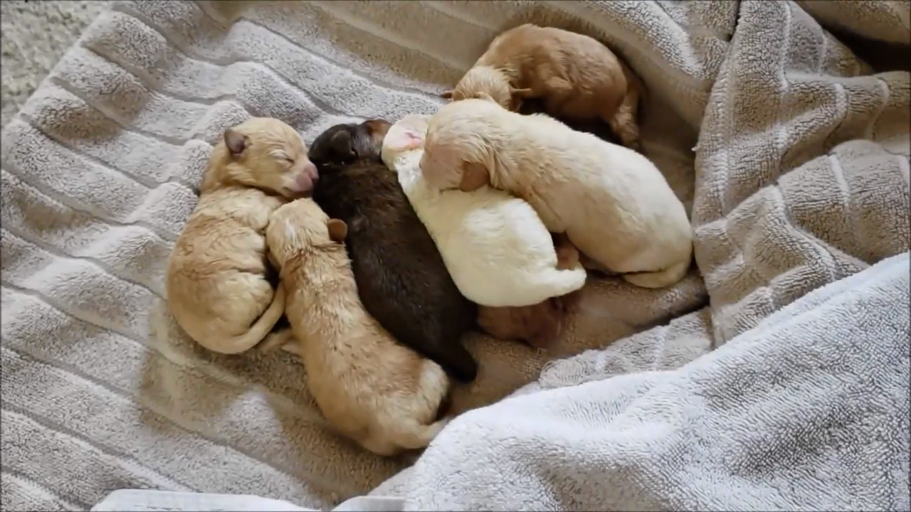 7 Puppies Rescued From Dumpster Coachella Woman Arrested Sacramento Bee