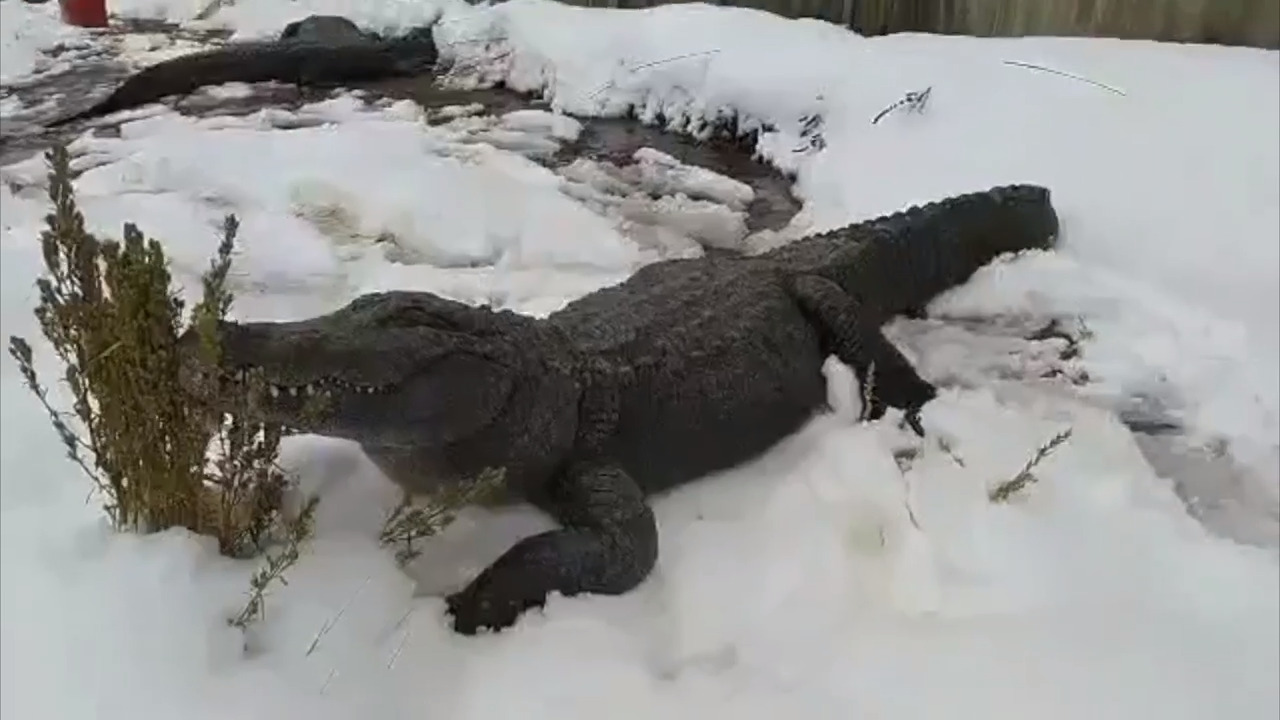 ‘Snow gators’ sunbathe in Colorado snow, video shows | Idaho Statesman