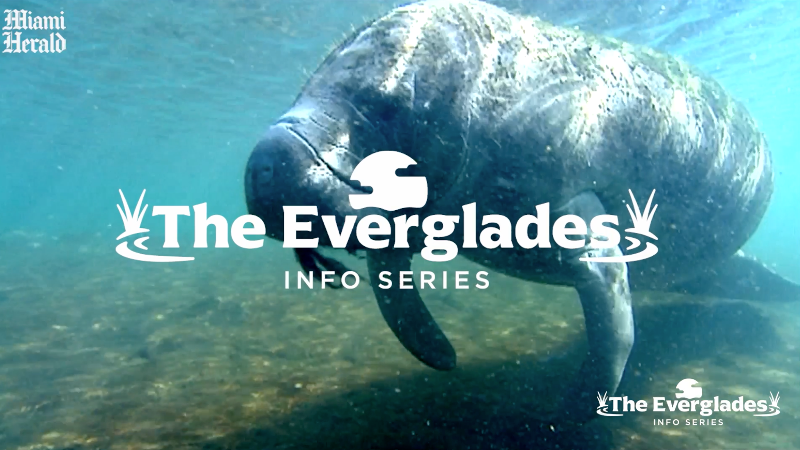 A look at the animals that live at the Everglades | Miami Herald