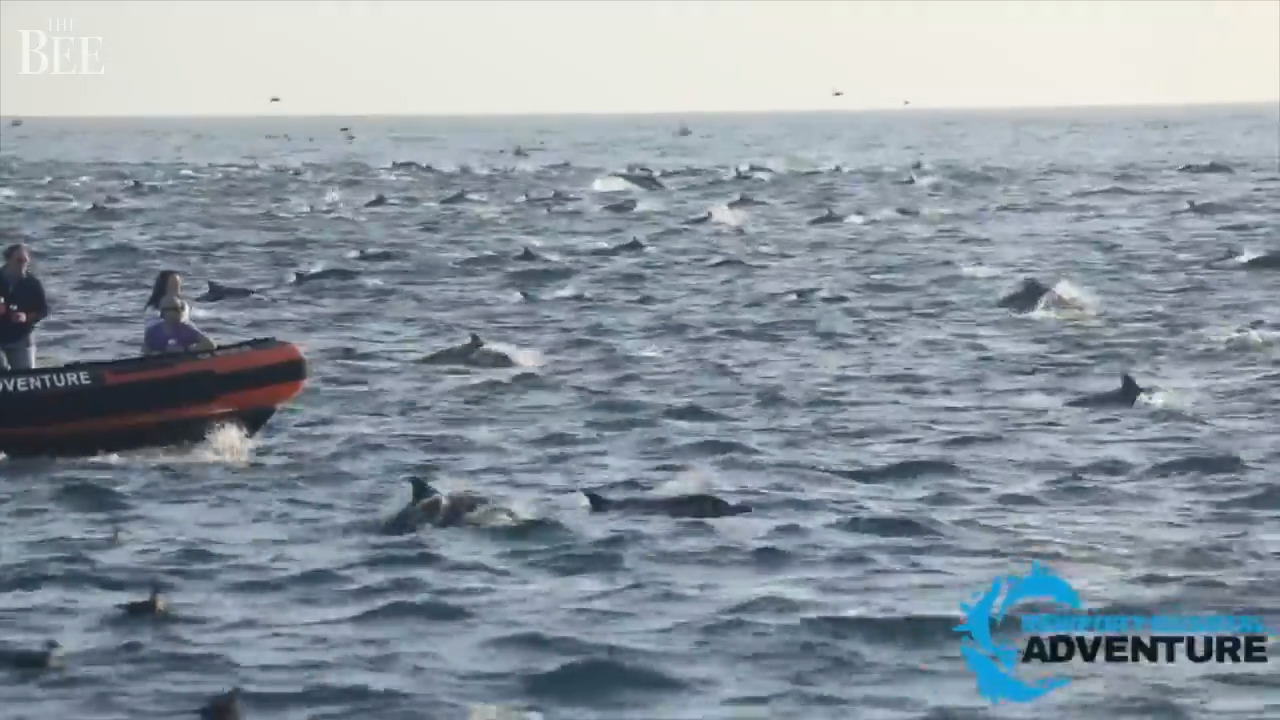 Dolphin ‘superpod’ chase fish near California coast: video | Charlotte ...