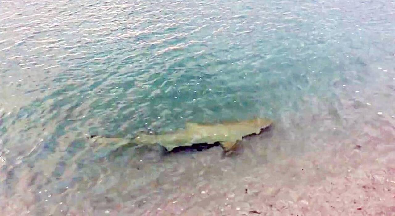 Shark spotted right off shore on Miami Beach | Miami Herald