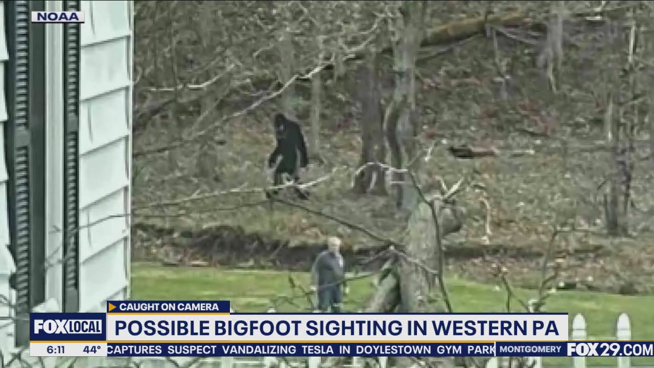 Has Bigfoot been spotted in Myrtle Beach, SC area? | Myrtle Beach Sun News