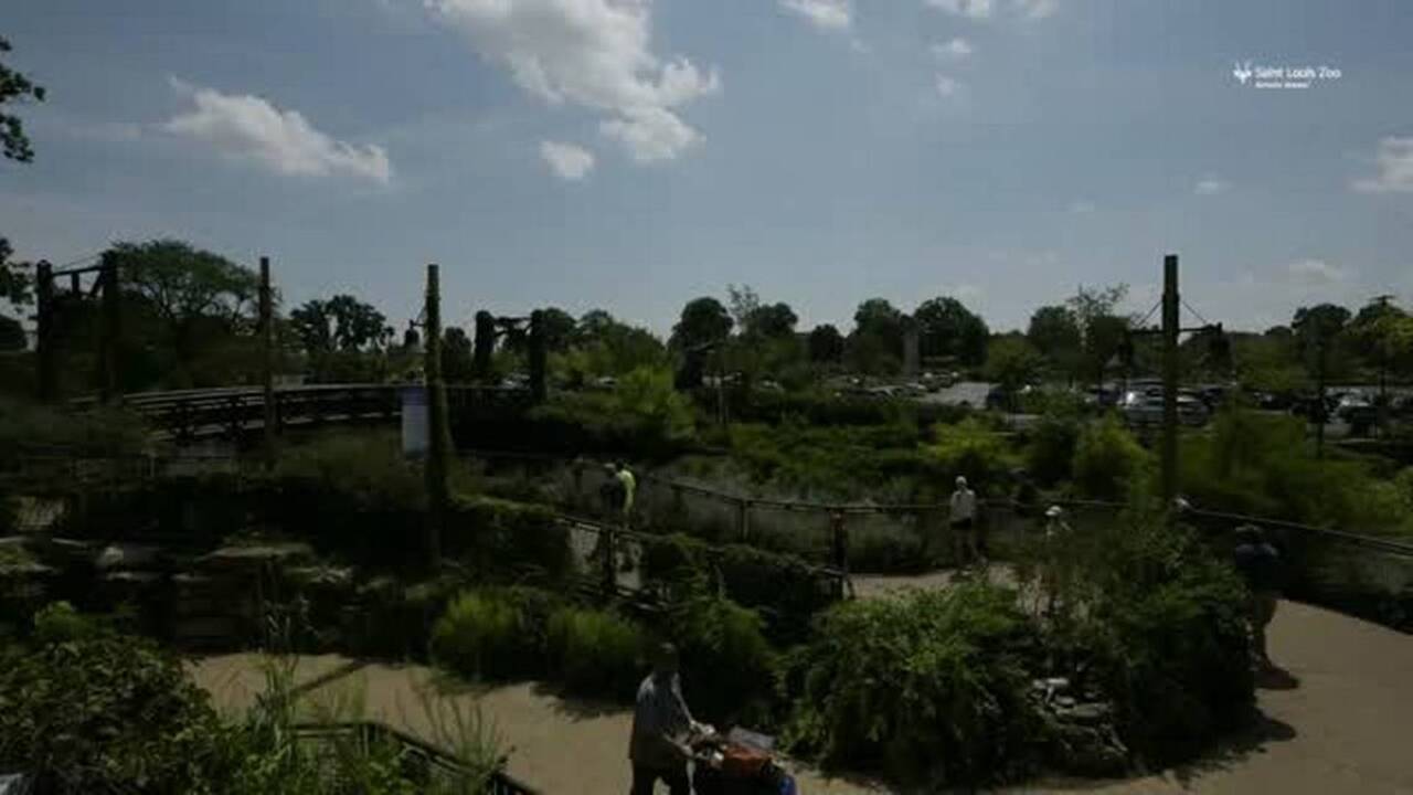 St Louis Zoo time lapse video of 2017 solar eclipse | Macon Telegraph