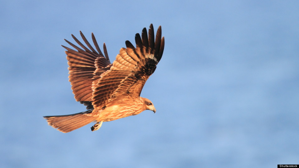 Wisdom, World's Oldest Known Wild Bird, Spotted Once Again At Age 71 ...