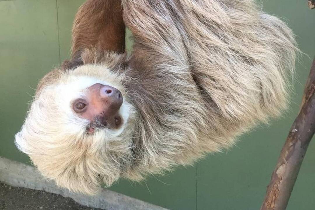 Atascadero's Charles Paddock Zoo welcomes new sloth | Kansas City Star