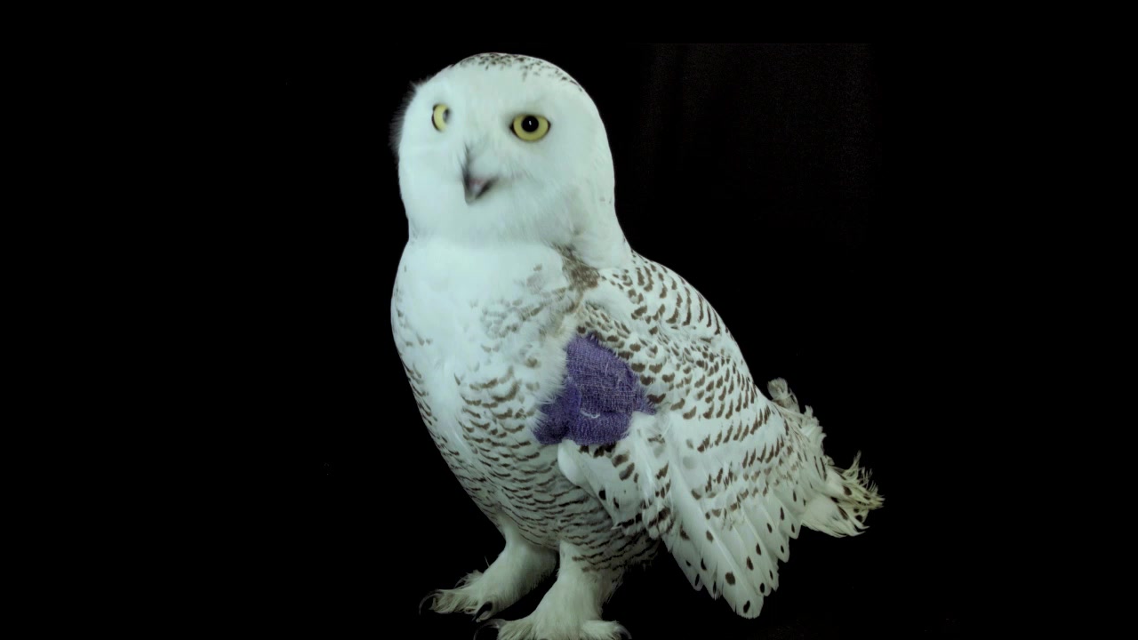 Rare Snowy Owl Soars Over Washington, Thrills Crowds | HuffPost Impact