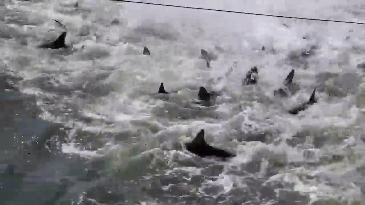 Sharks seen feeding off South Carolina coast near Georgetown | Myrtle ...