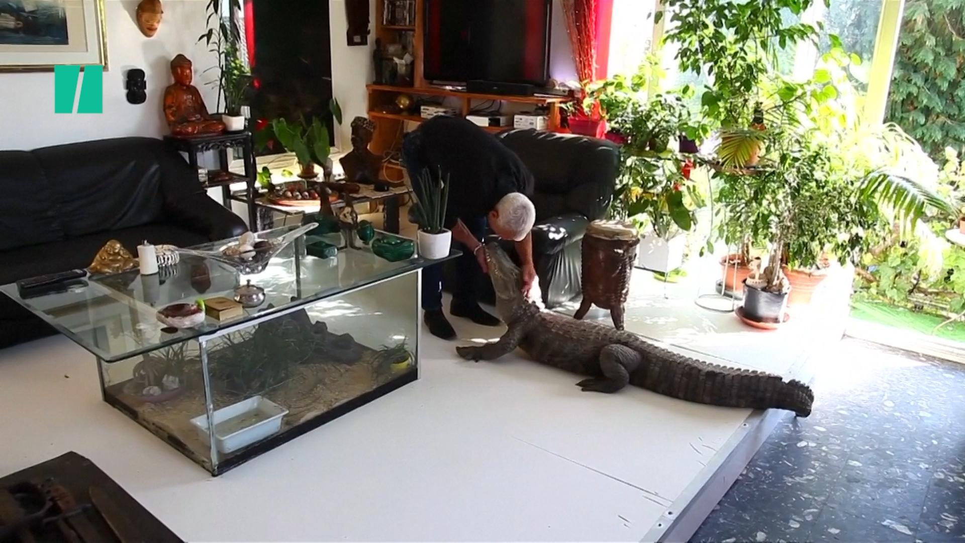 Massive Alligator Killed After Being Spotted With Human Remains In Its ...