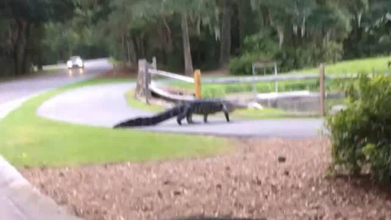 Gator crossing the road on Hilton Head Island | Hilton Head Island Packet