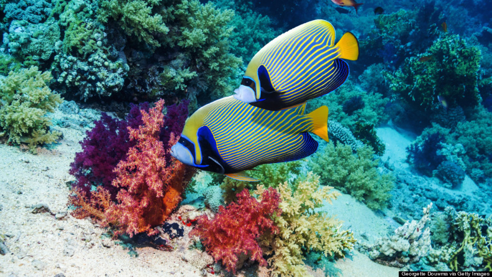 Rare, Pristine Rose-Shaped Corals Found In Reef Off Tahiti Coast ...