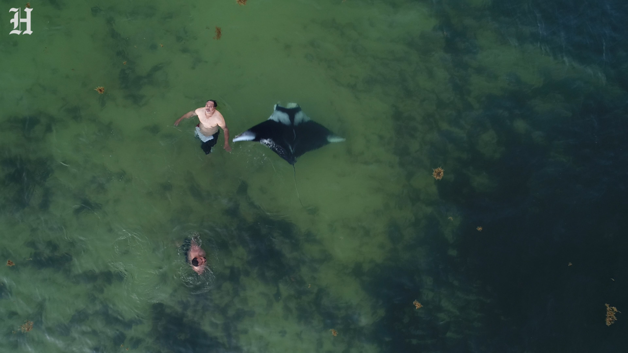 Watch this manta ray avoid North Miami Beach swimmers | Miami Herald