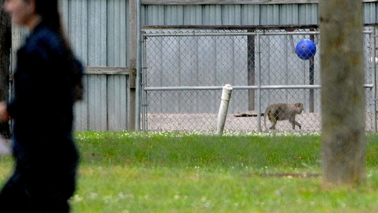 Yemassee SC monkey breeding facility to invest $3 million | Hilton Head ...