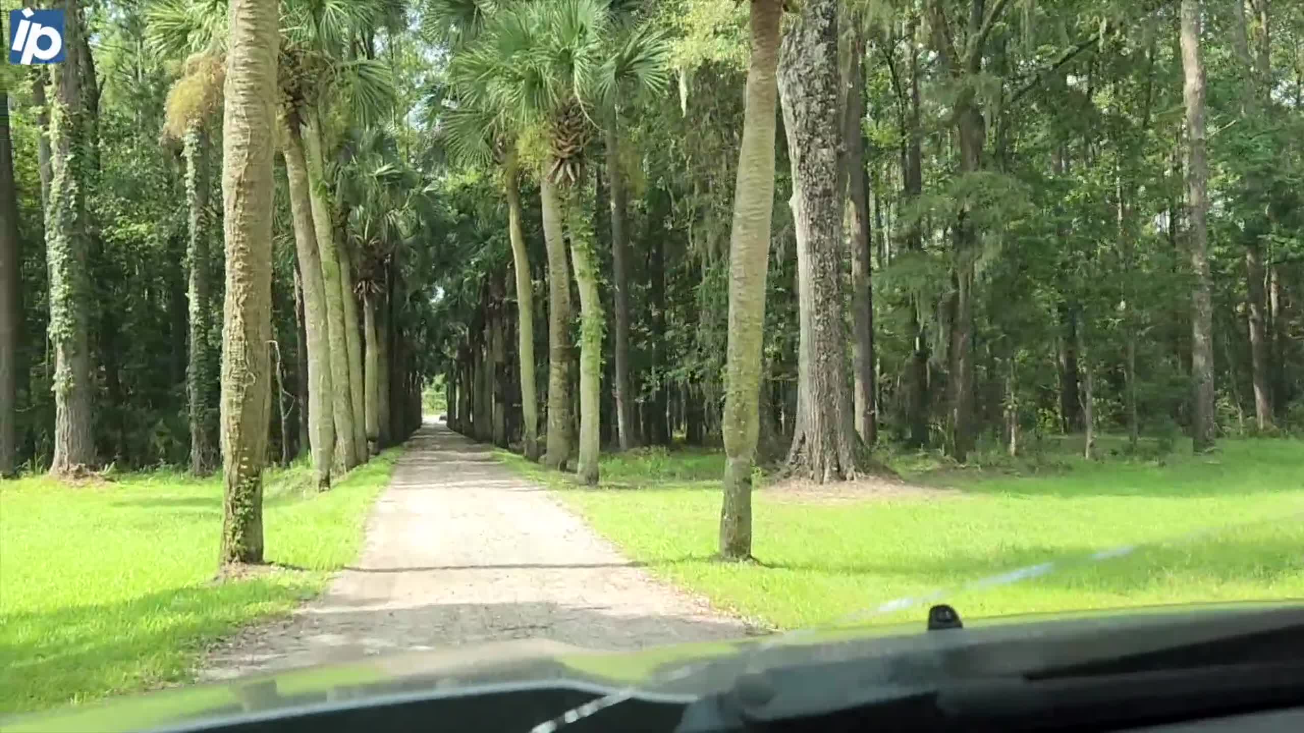 Video shows palm tree drive through marsh of SC plantation listed for ...