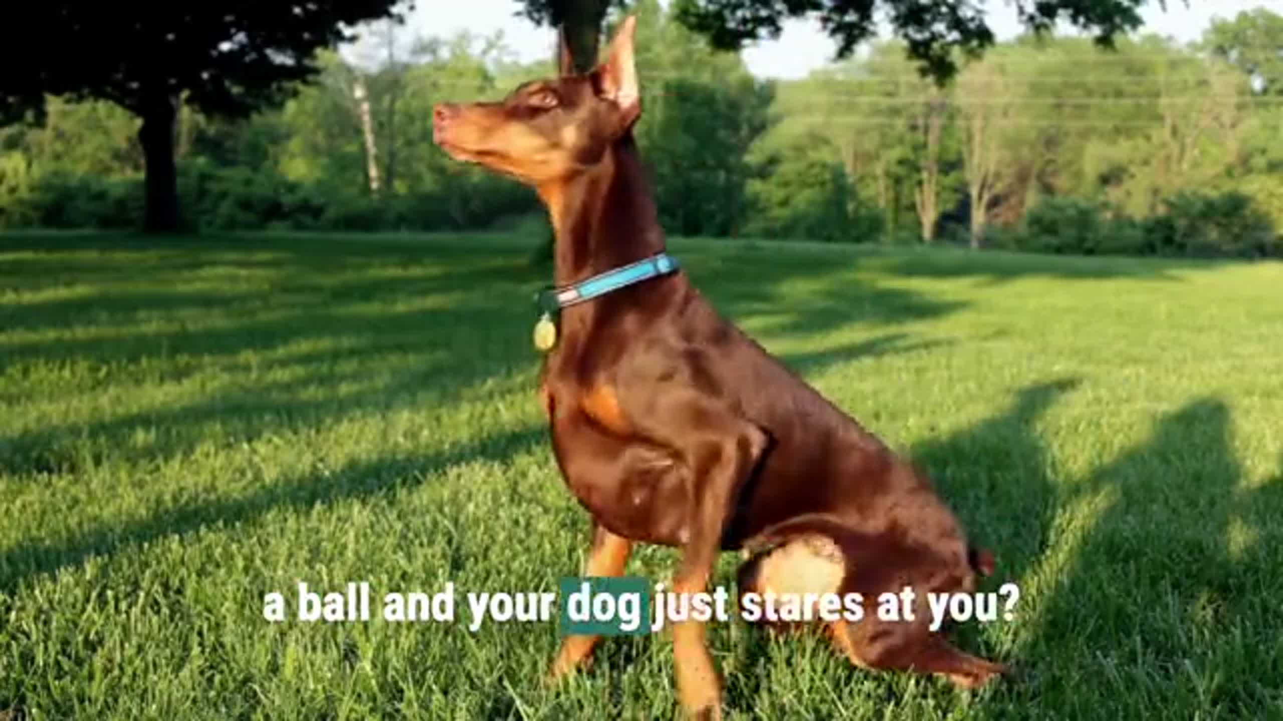 6 Signs Your Dog Is Happy | HuffPost Life