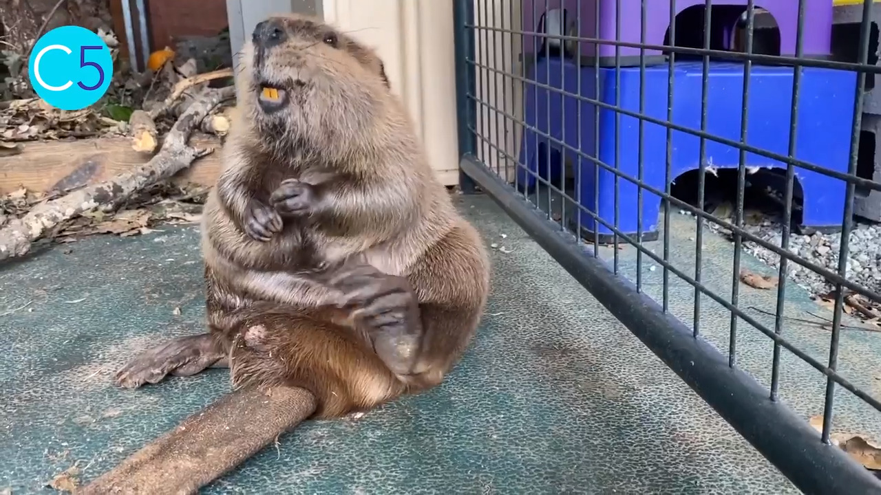 Carolina Wildlife Conservation Center saves wild animals | Charlotte ...