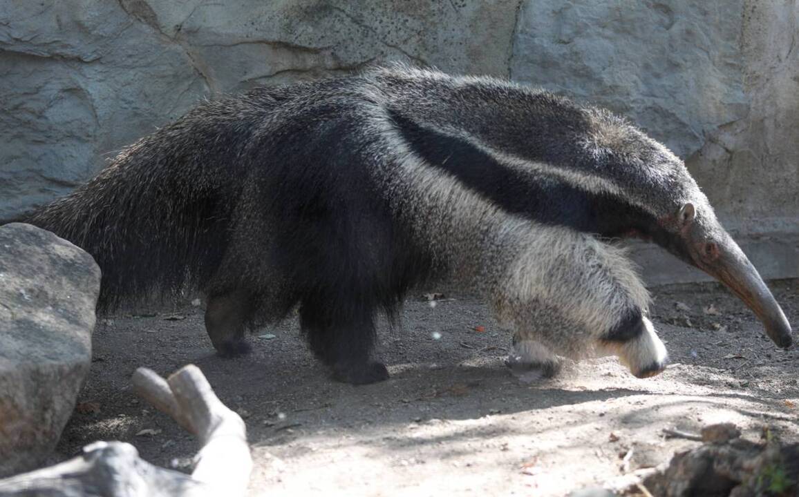 Atascadero's Charles Paddock Zoo | Giant anteater joins animals ...