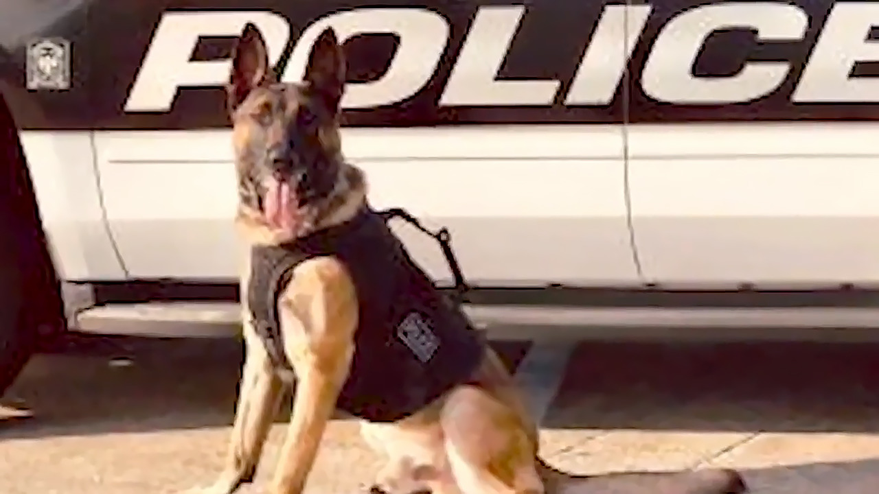 Durham police K9 officer recovering well after being shot | Raleigh ...