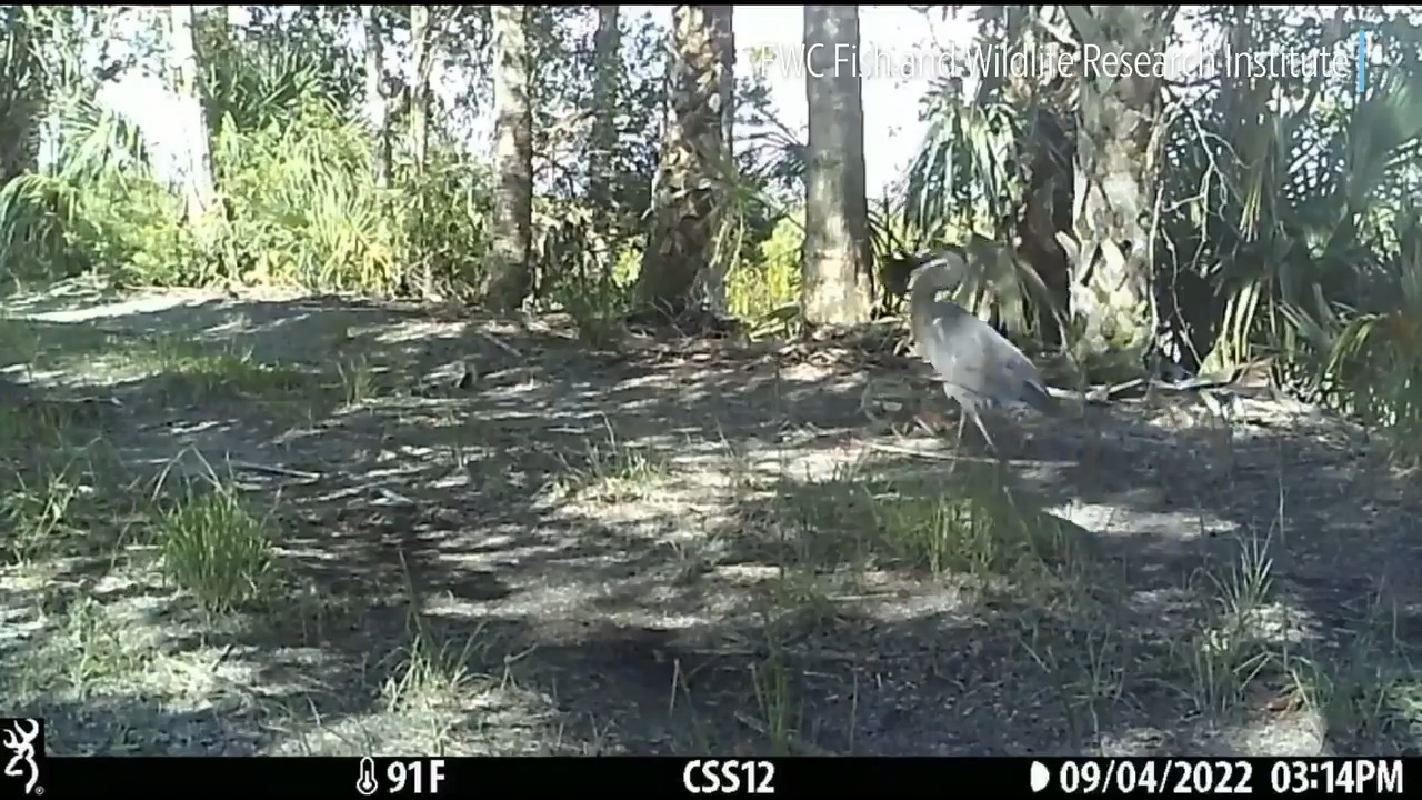 Trail cameras show Florida herons eating invasive fish | El Nuevo Herald