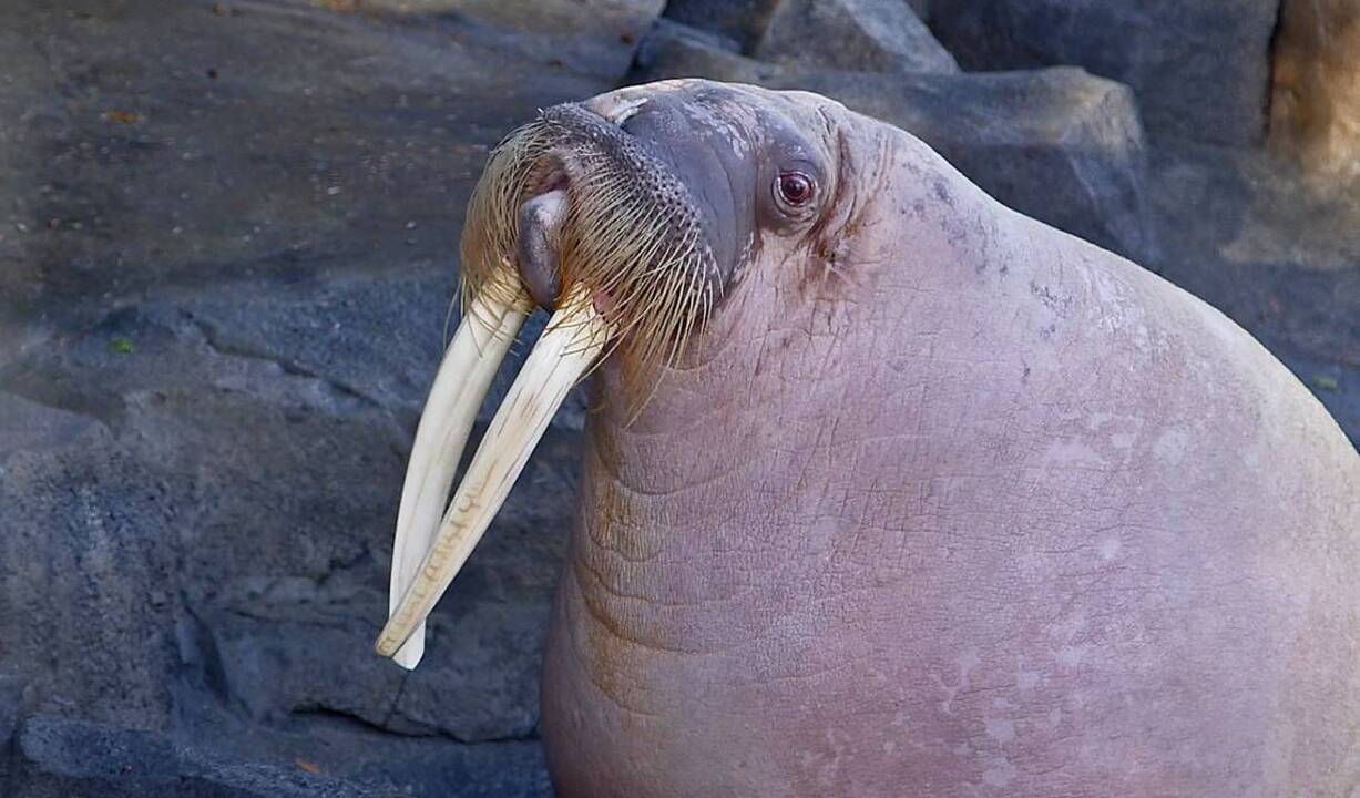 Amorous walrus hopes a grunt and a whistle is enough to net a mate ...