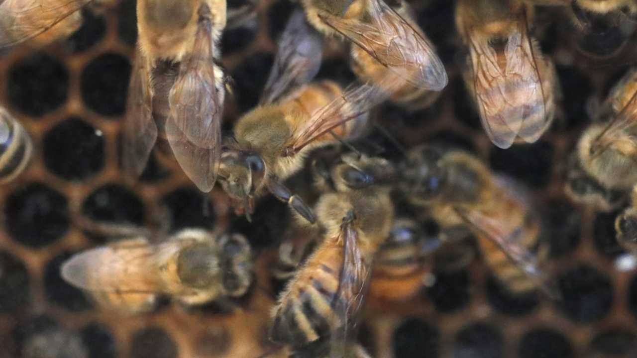 RTI International becomes part of bee highway | Raleigh News & Observer