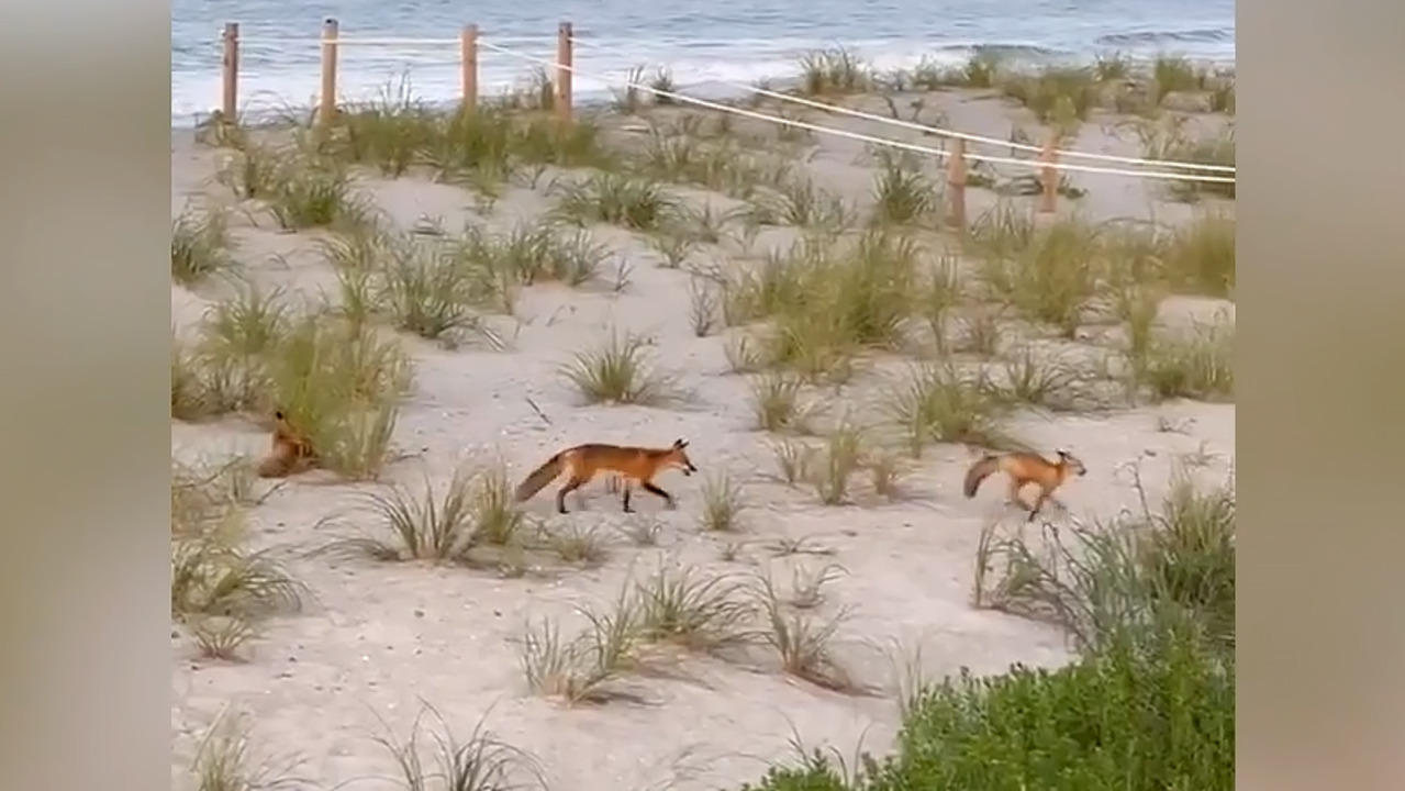 IL tourists spot three playful foxes near NC coast, shore | Raleigh ...