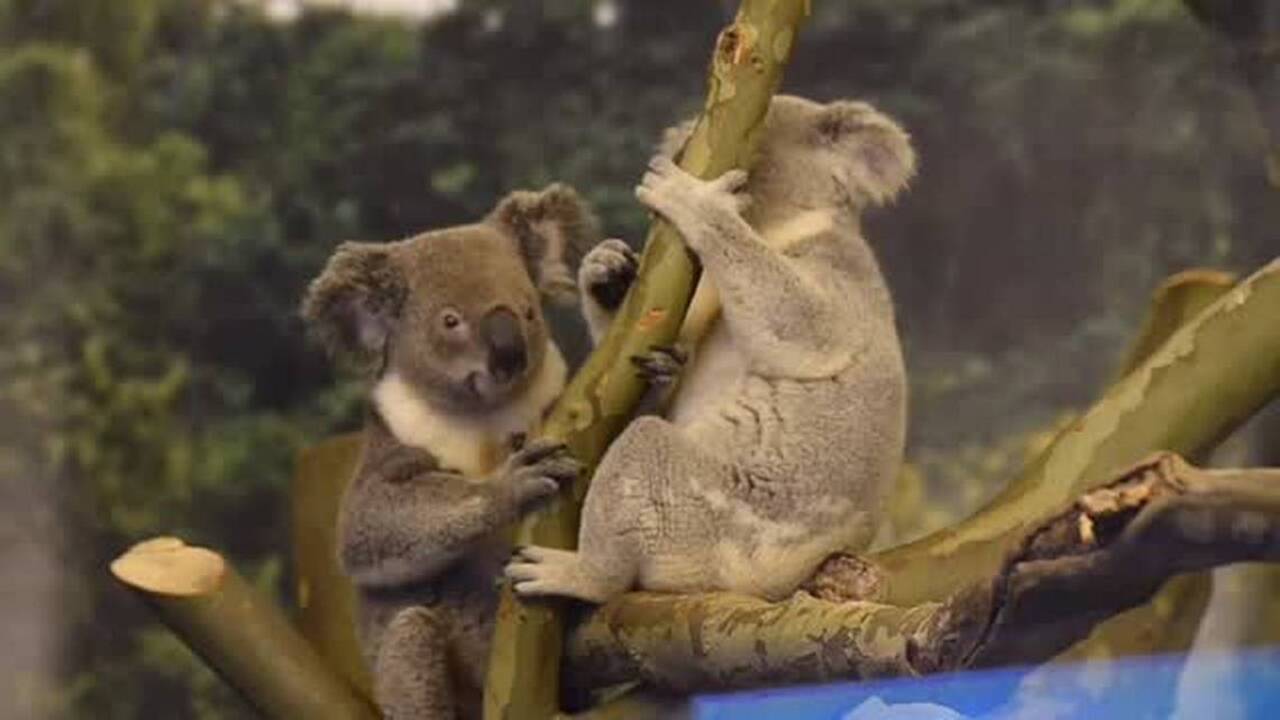Koalas return to the Kansas City Zoo for the summer, fall | Biloxi Sun ...