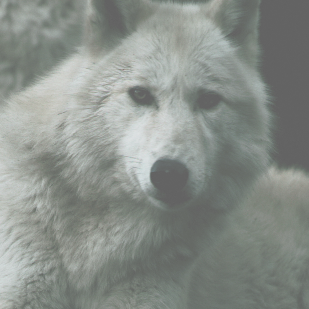 ‘Stunning’ Wolf Discovery Caught On Wildlife Camera In Minnesota ...