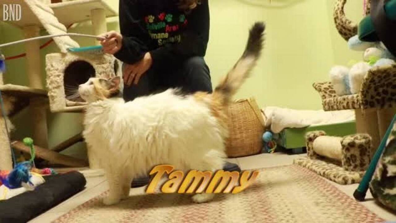 Tammy the cat is good with kids and would make a great addition to your ...