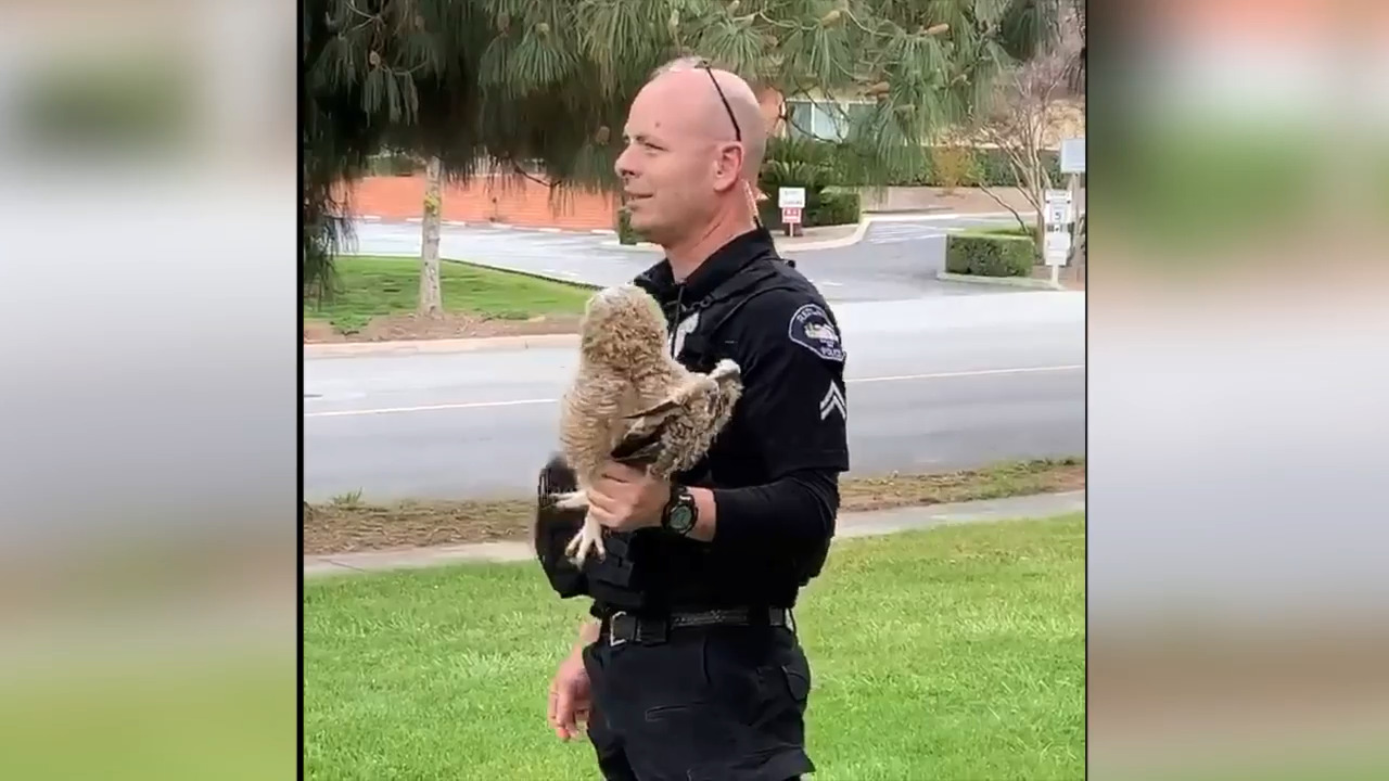 Redlands CA police officer uses falconry skills to rescue owl ...