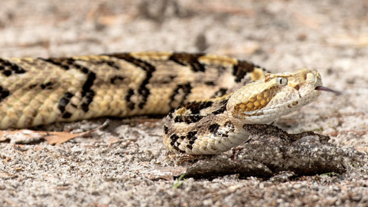 Jason Clark gives advice to identify venomous snakes, avoid being ...