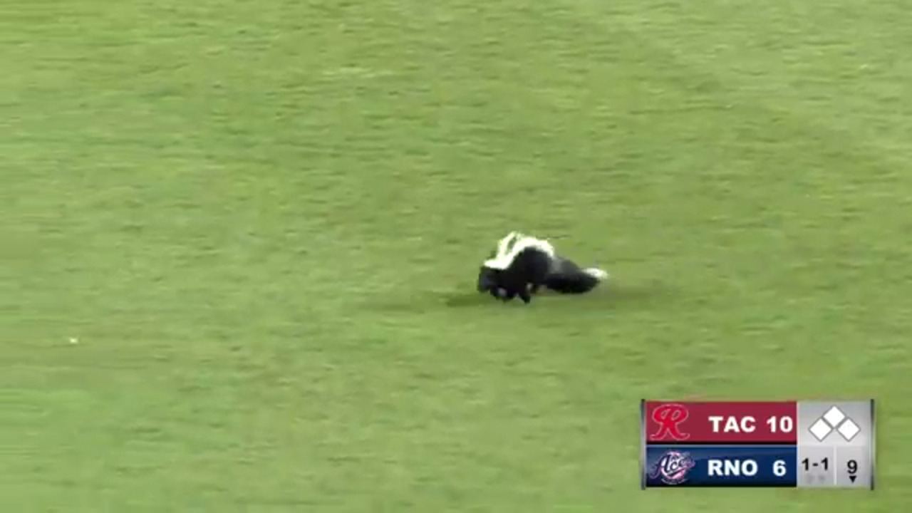 Skunk invades minor-league baseball game | Kansas City Star