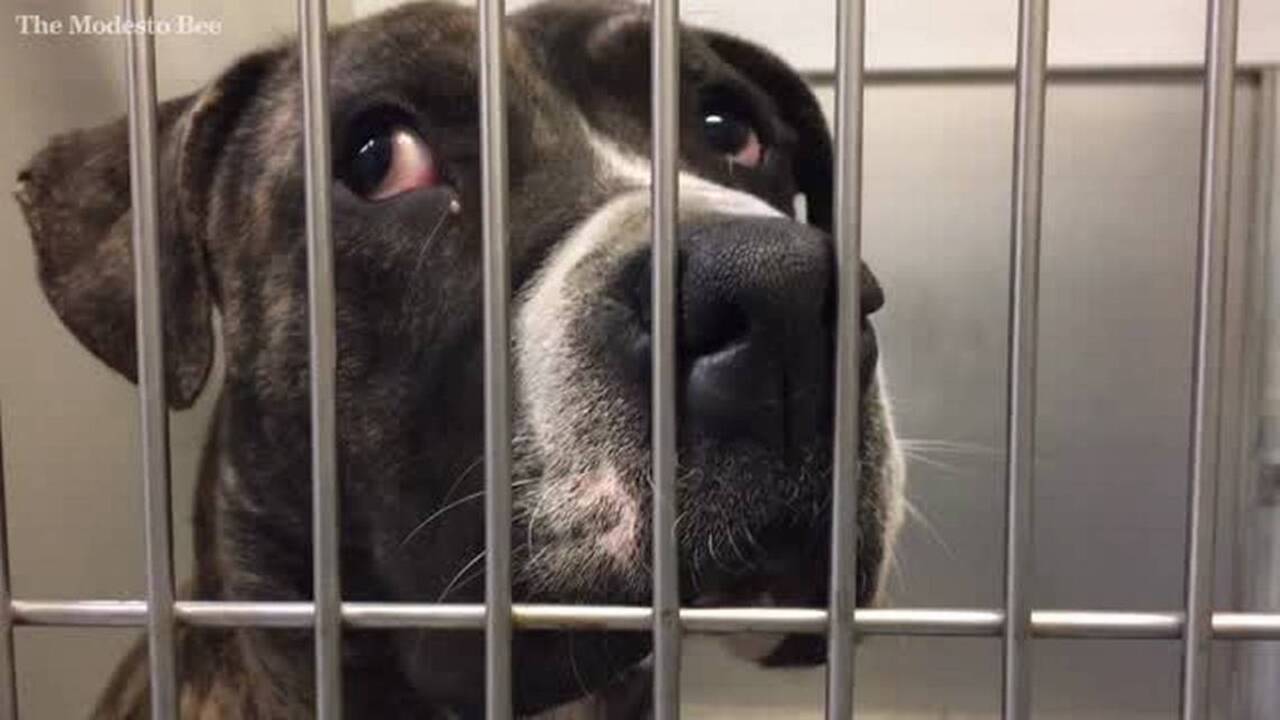 Free spay/neuter for Pit Bulls and Chihuahuas | Kansas City Star