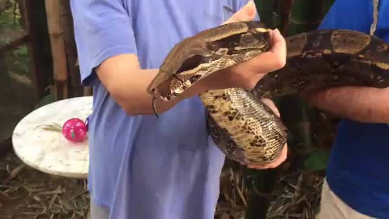 Invasive red tail boa constrictor found in Florida park | The State