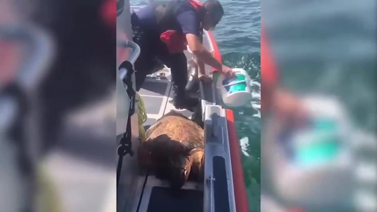 US Coast Guard rescues hurt sea turtle in Florida | Miami Herald