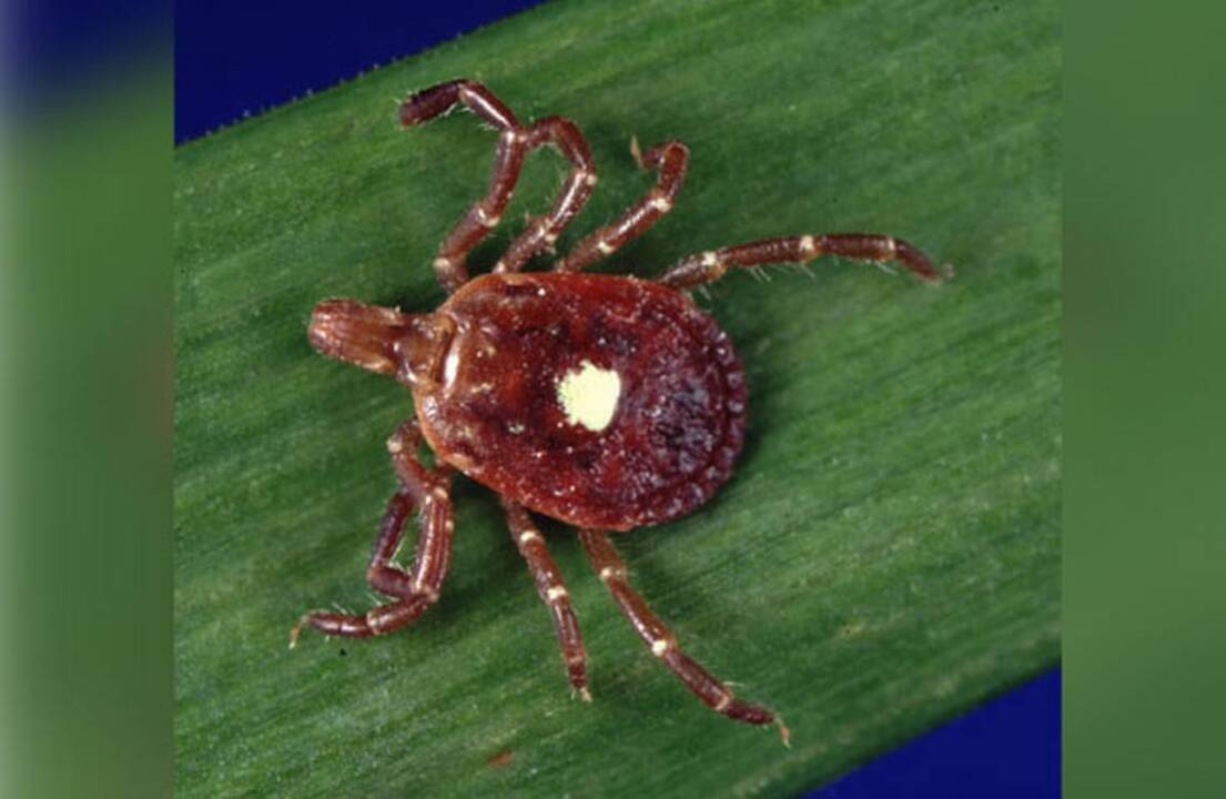 What it's like to live with an allergy to red meat caused by a tick ...