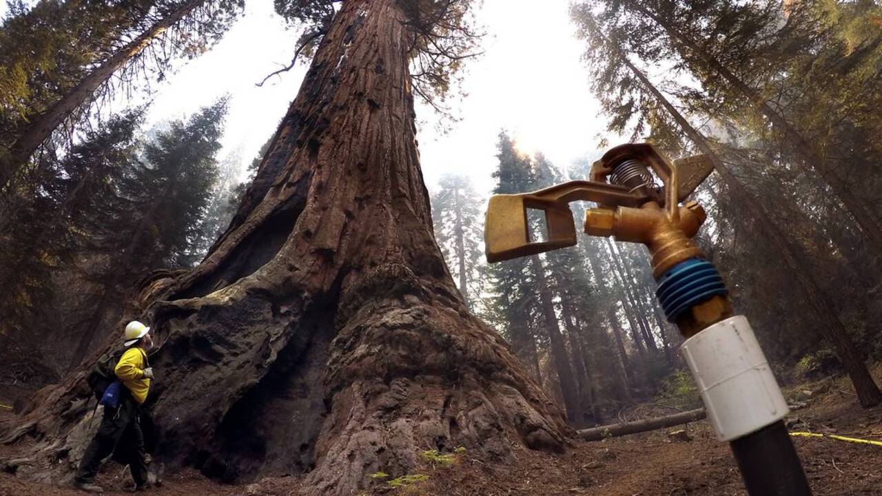 Saving the historic giant sequoia Boole Tree | Fresno Bee